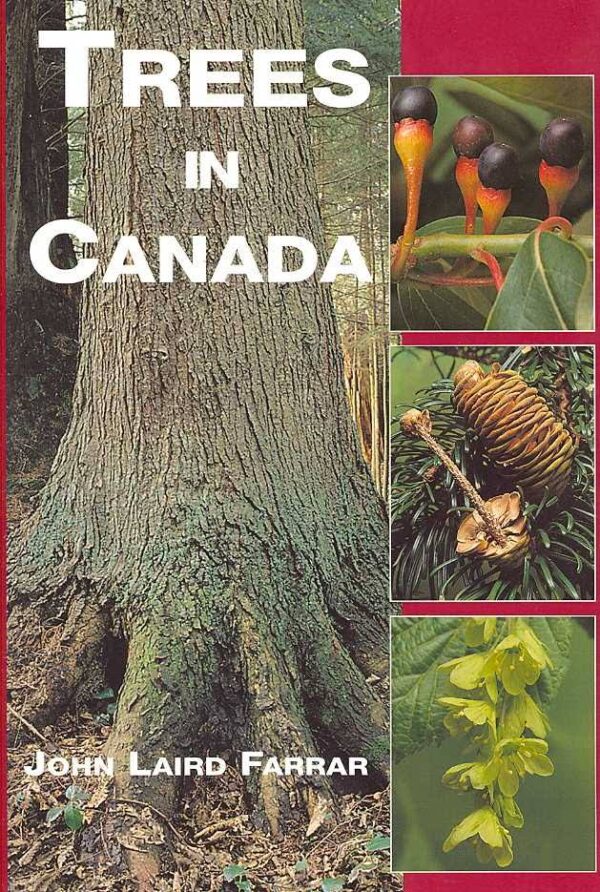 Identifying Maples and Tapping for Syrup - Barkleyvale Farms Maple Products